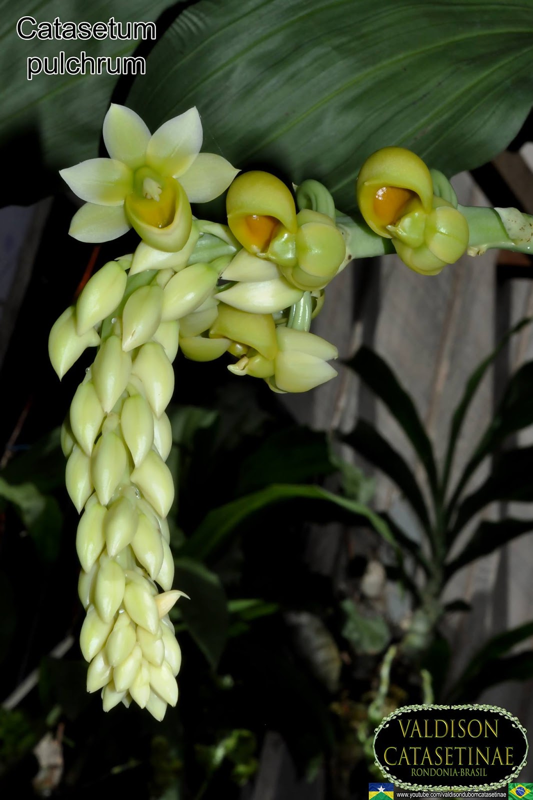 Catasetum pulchrum care and culture | Travaldo's blog