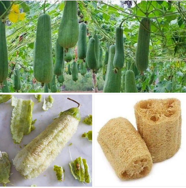 ASESORÍA MEDIO AMBIENTE : EL ESTROPAJO- USOS INDUSTRAIALES