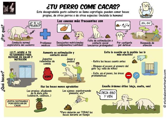 NUNCAJAMAS COCKER: COPROFAGIA: UN PROBLEMA DE CONDUCTA