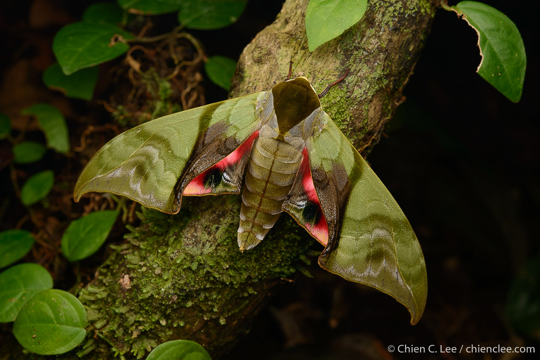 Malaysian Nature Society Kuching Branch: An Introduction to the Insects