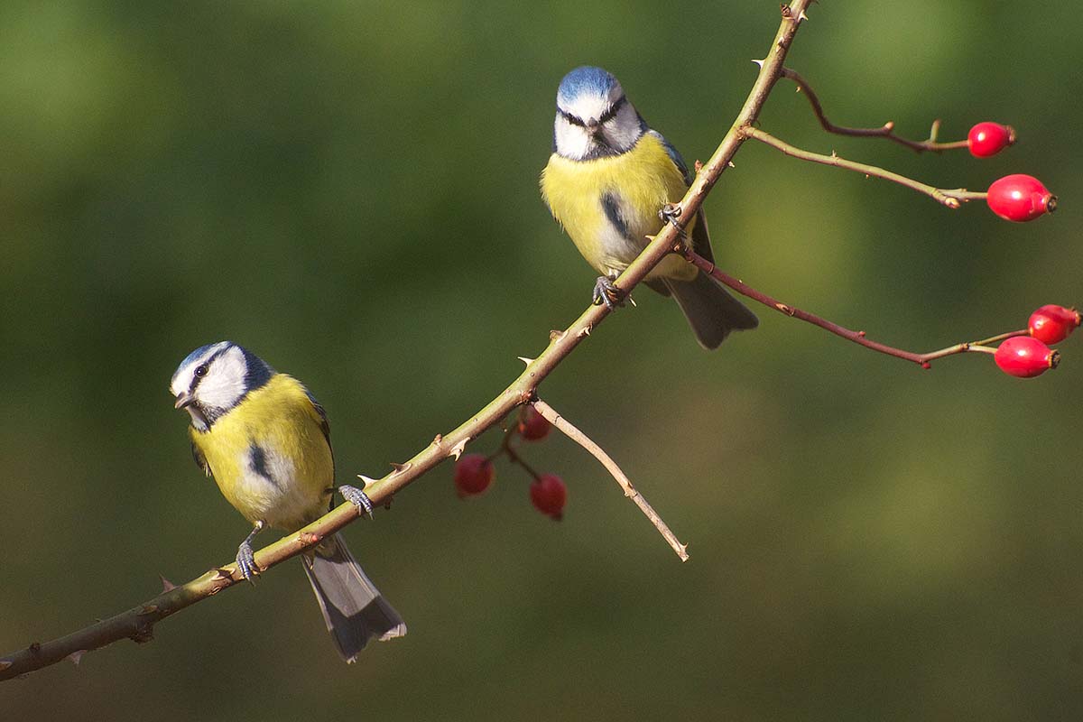 Riserva Naturale Regionale e Oasi WWF dei Ghirardi: Capanno fotografico ...