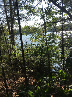 Day Hiking Trails: Wildflowers, pines await at Jones Spring