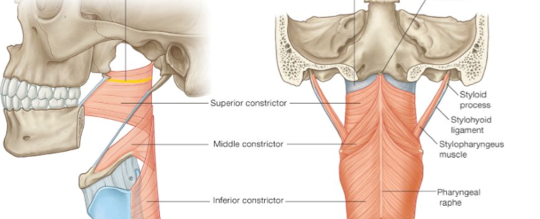 Generalidades de Anatomia: Sistema respiratorio 1