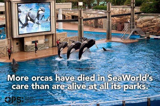 Διαστήματα Ηλιοφάνειας: Το μεγαλύτερο δελφίνι της θάλασσας