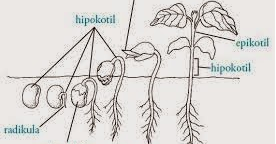 Arti Dormansi, Penyebab dan Klasifikasinya - Rumah Petani