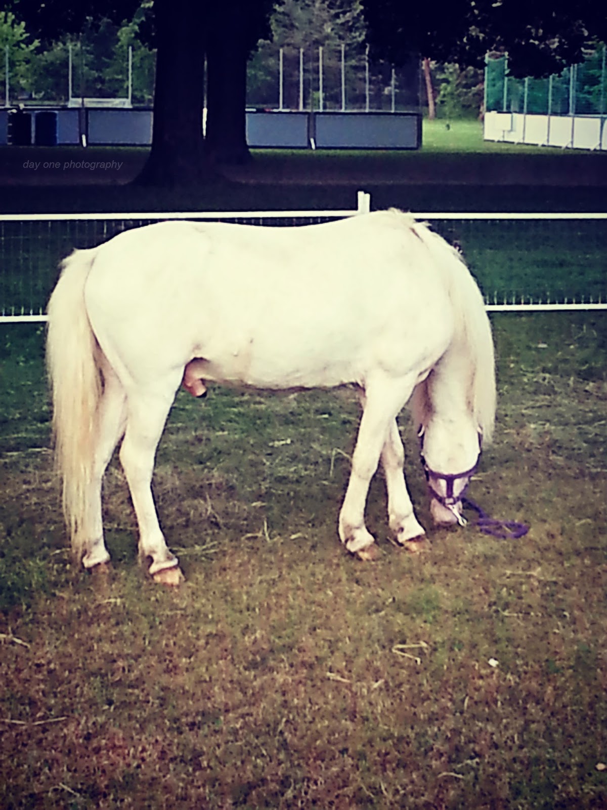 Day One Photography: Horses Don't Hee Haw