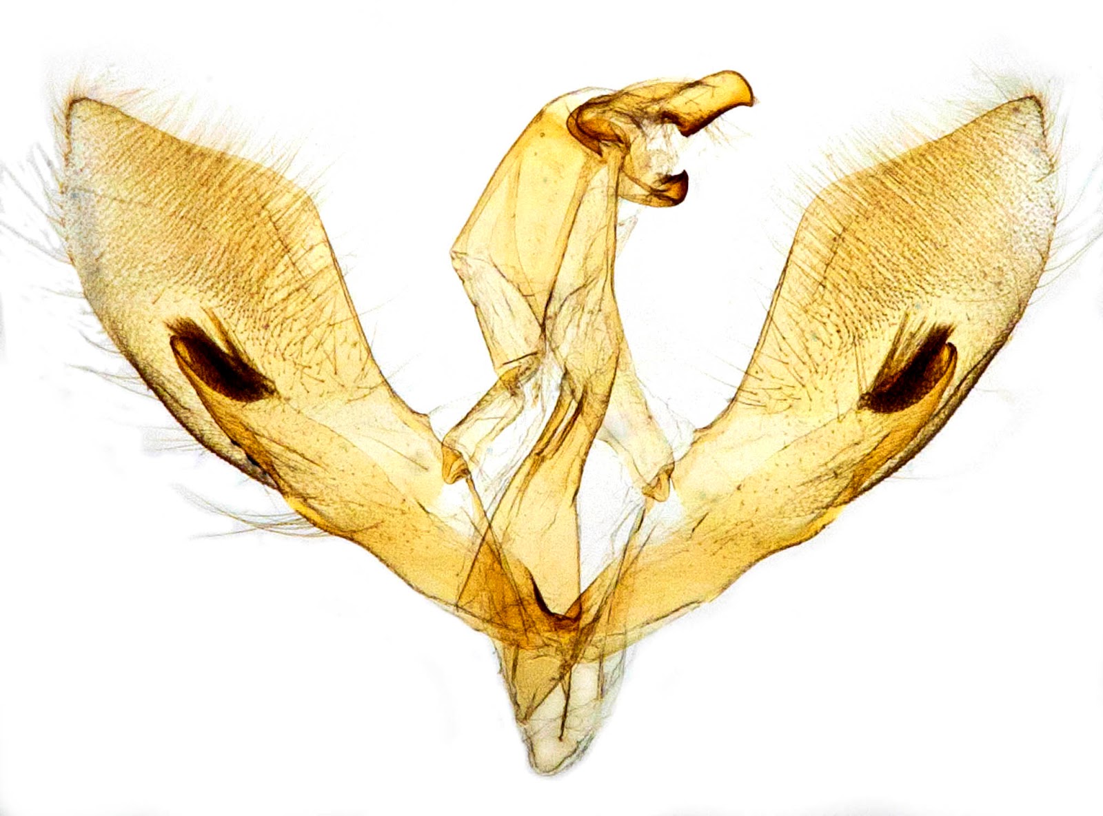 Xyloryctine Moths of Australia: Illidgea