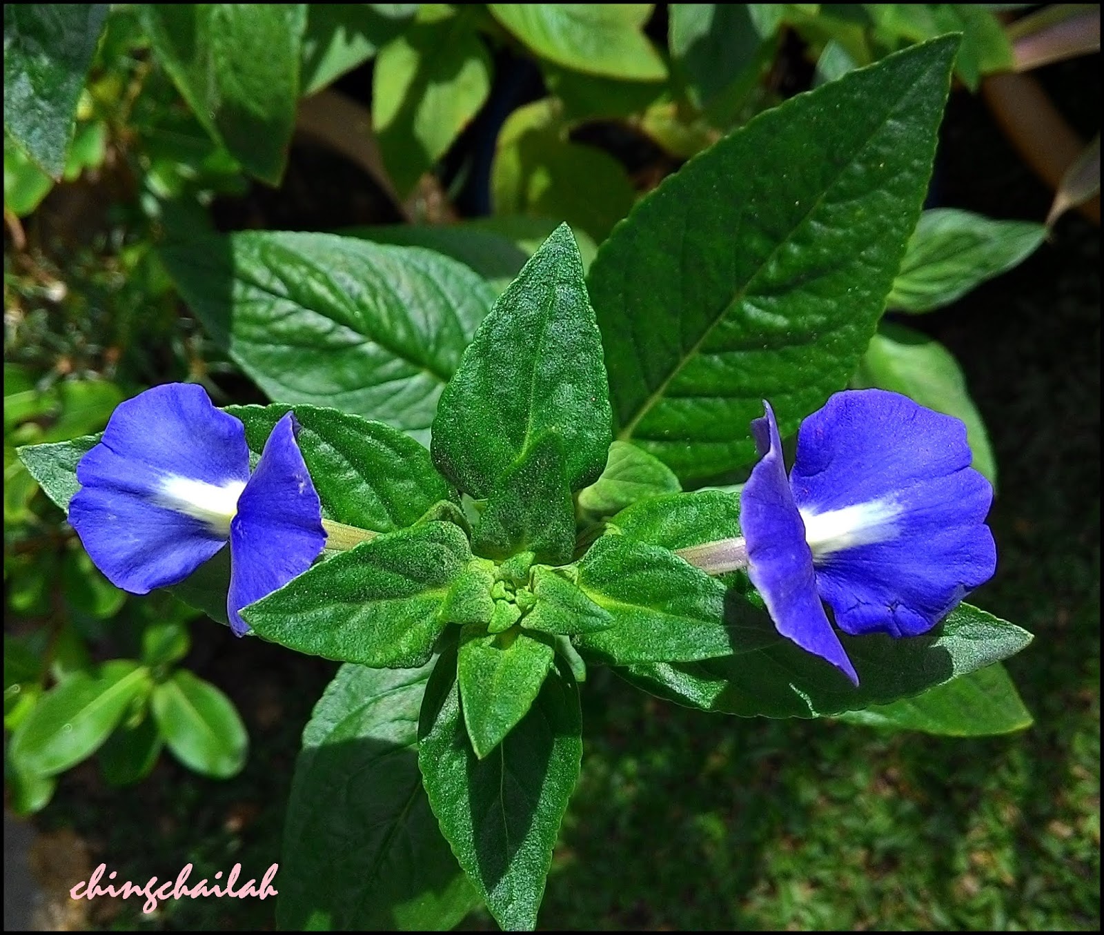 Snapdragon Bouquet Blue