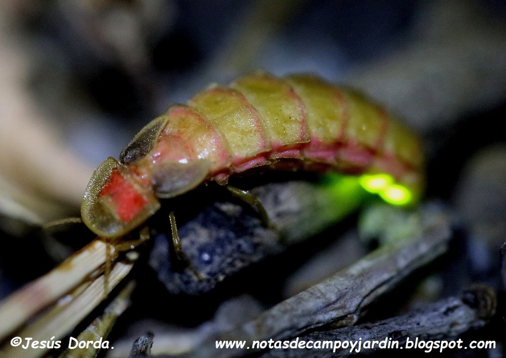 Notas de campo y jardín: Curiosa vida de las luciérnagas