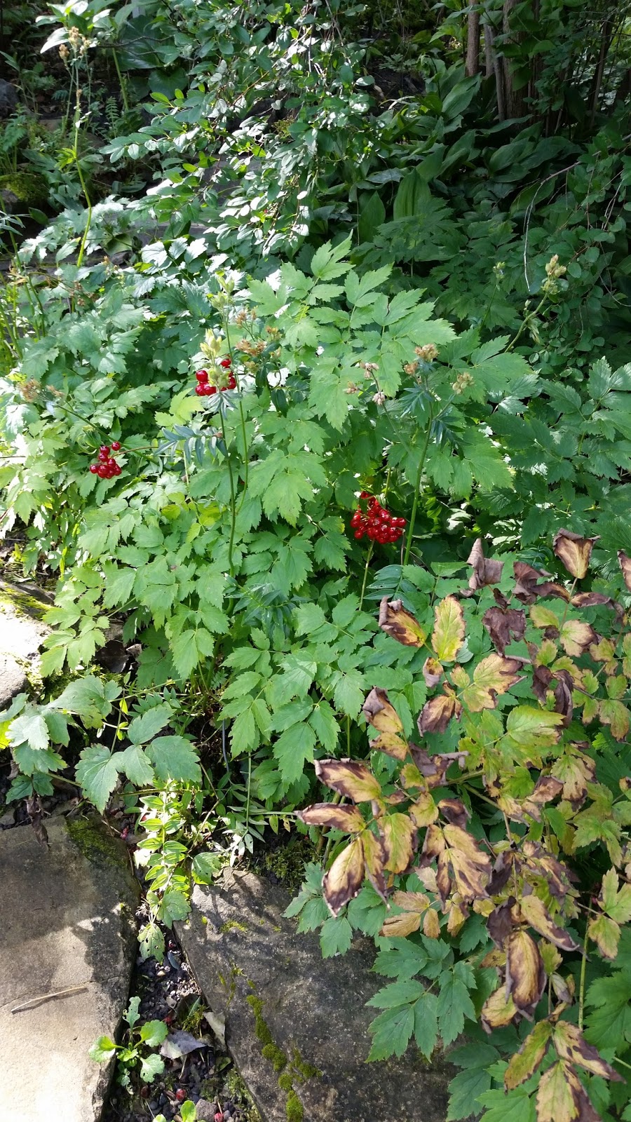 Renaissance Men: Calgary Parks; Reader Rock Garden