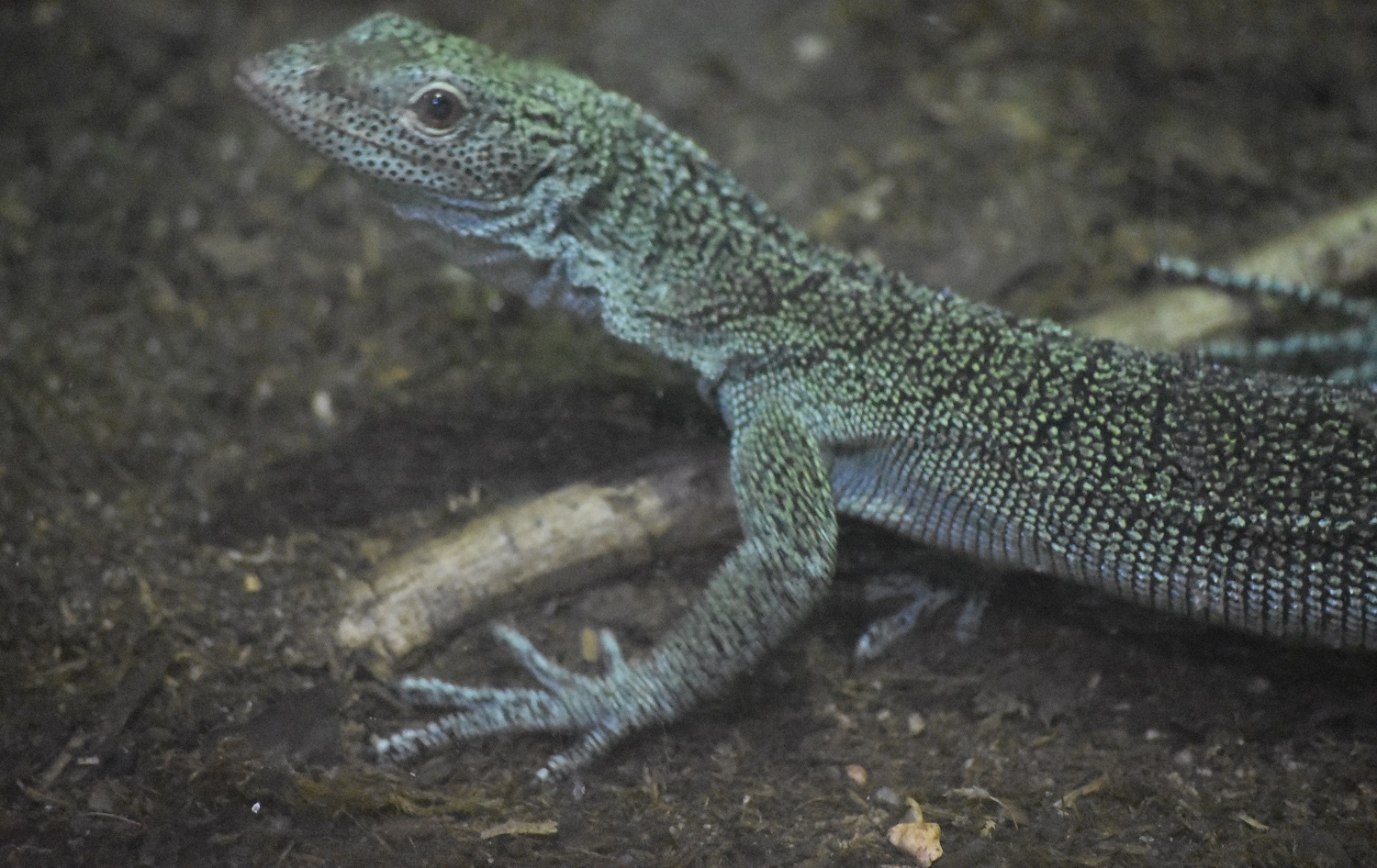 ZOOTOGRAFIANDO (6.096 ANIMALS): VARANO ARBORÍCOLA DE BIAK / BIAK TREE ...