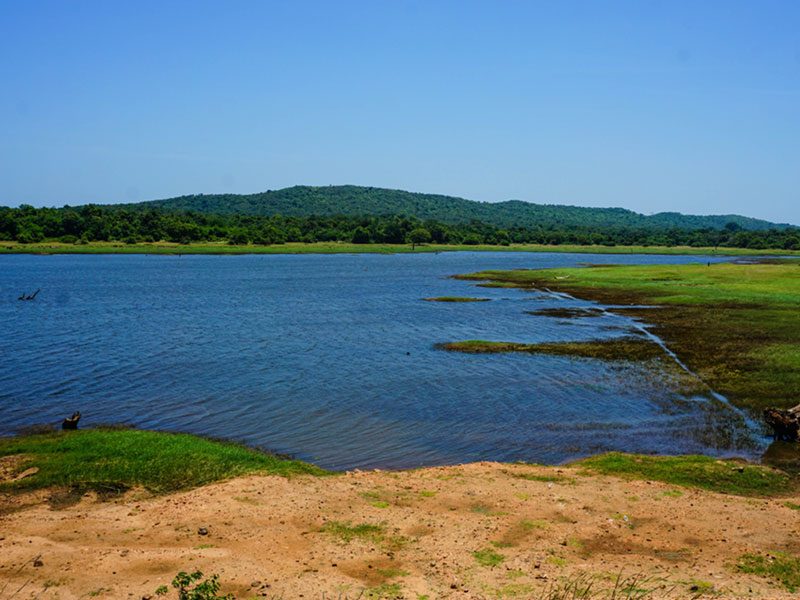 ශ්‍රී ලංකාවේ කෘශිකර්මාන්තය
