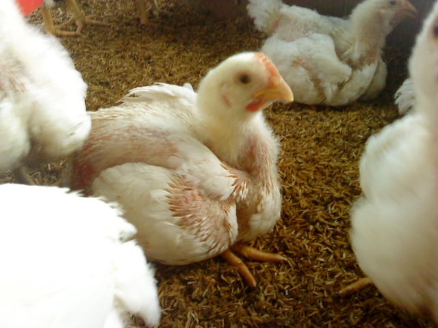 EL MEJOR POLLO: fotos de pollos de engorde