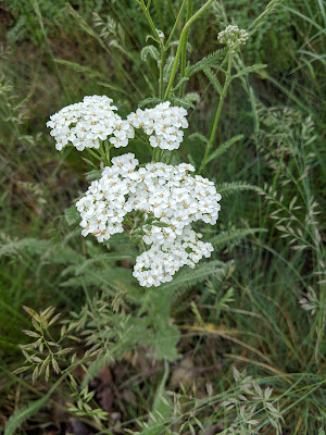 Wildflowers of the Boise Greenbelt