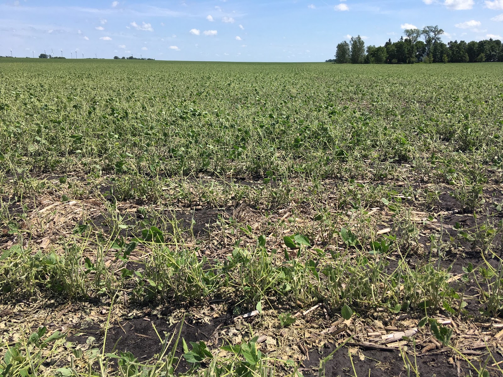 Hail Damage To Crops
