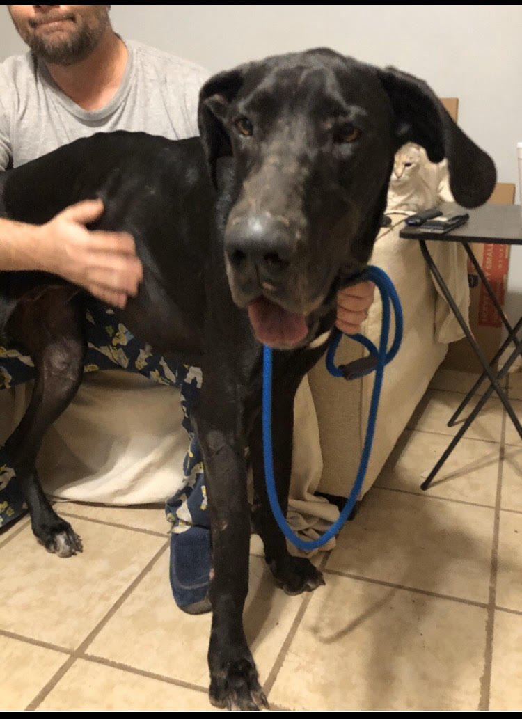 Jackson Jambalaya: Adopt This Mutt. Foster Needed, Too.