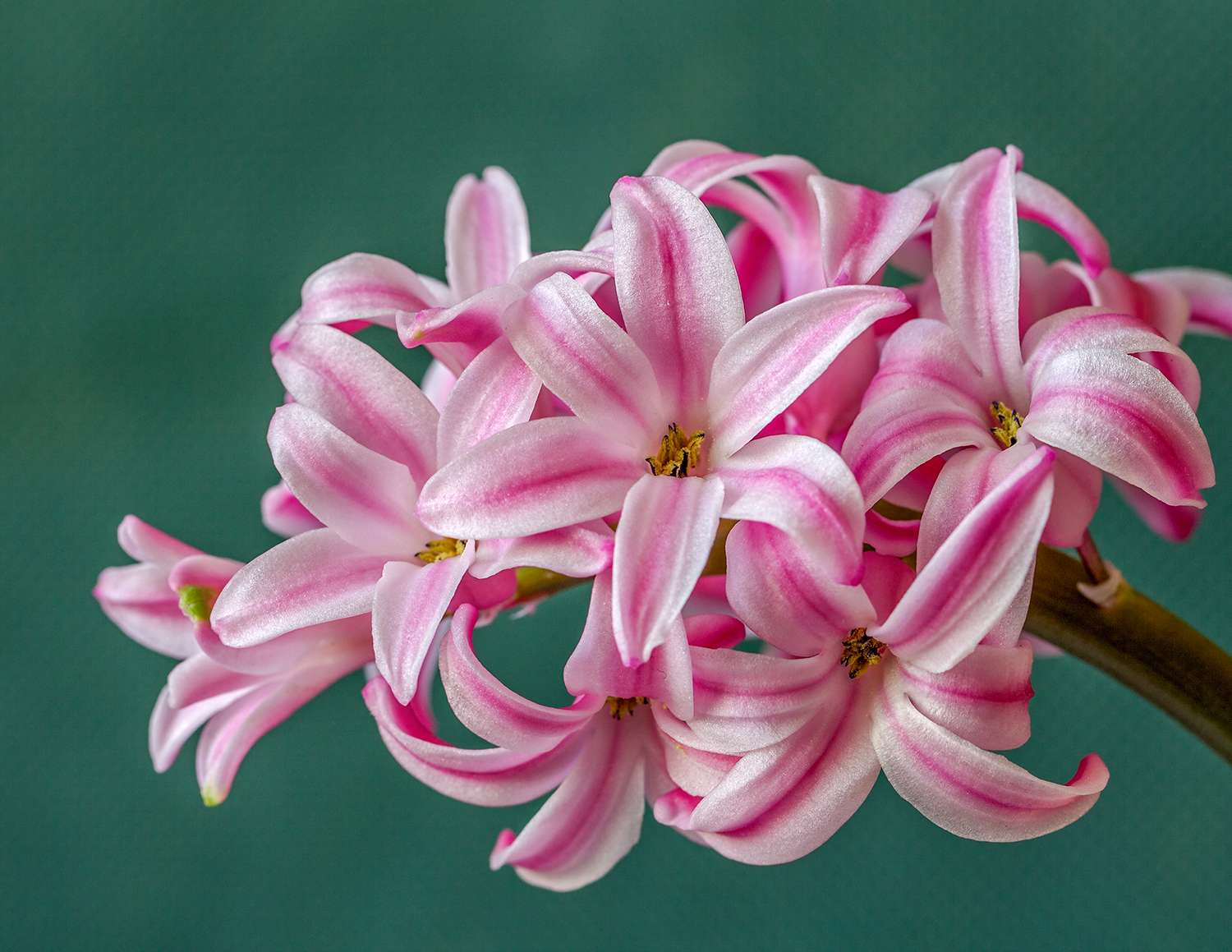 FOTOGRAFÍAS DE NATURALEZA: Jacintos