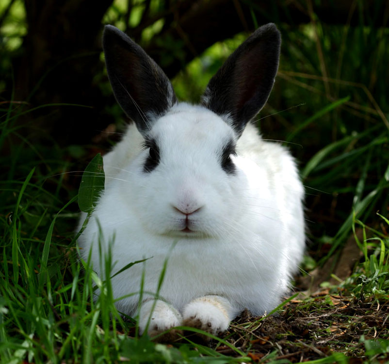 O Diário do César: Meus Animais Preferidos : Coelhos