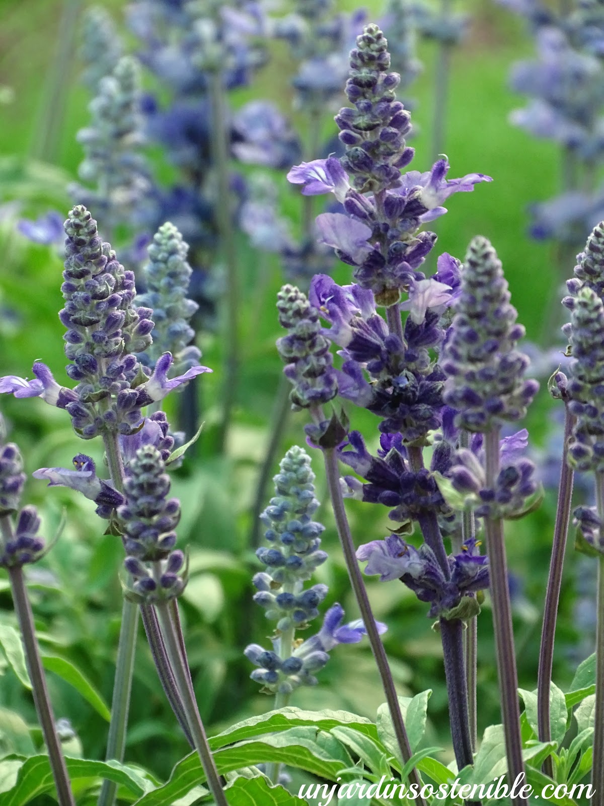 Salvia farinacea (Salvia azul)