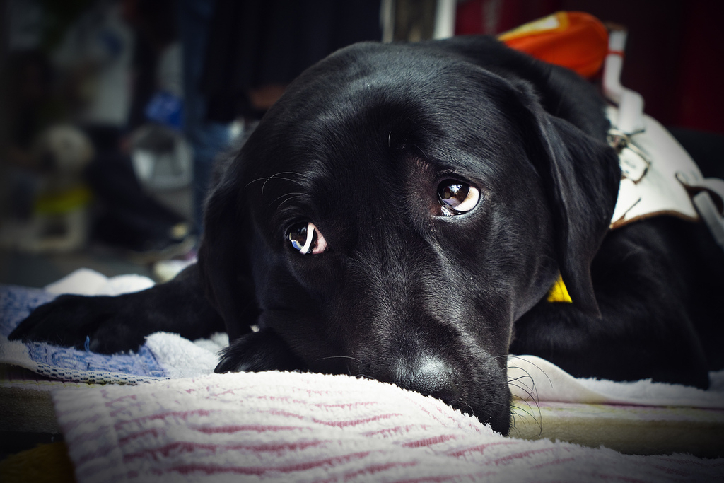 Labrador Retriever | cute puppy pictures | cute dogs pictures | cute ...