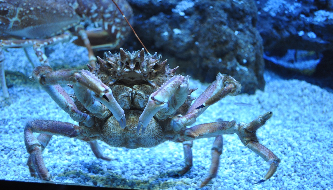 ZOOTOGRAFIANDO (6.100 ANIMALS): CENTOLLO / EUROPEAN SPIDER CRAB (Maja ...