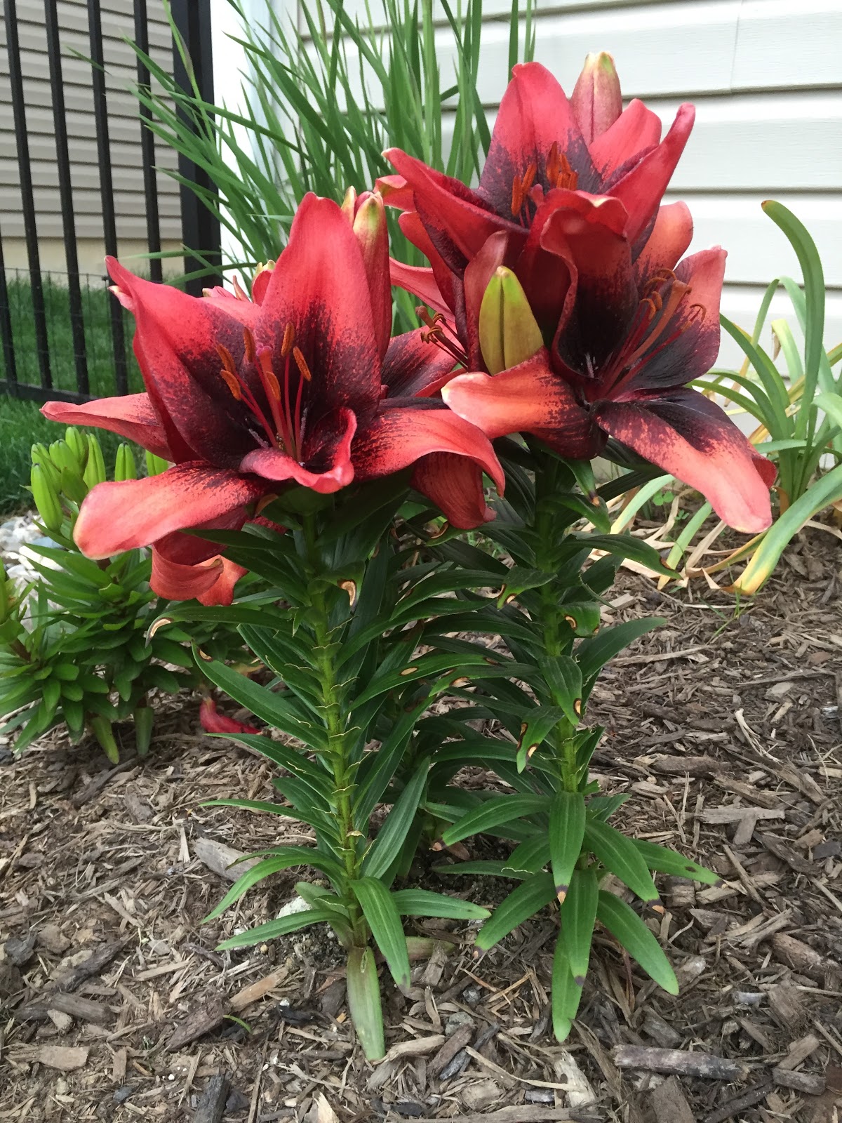 Backyard Neophyte Landscaping Blog: List of Plants in My Yard