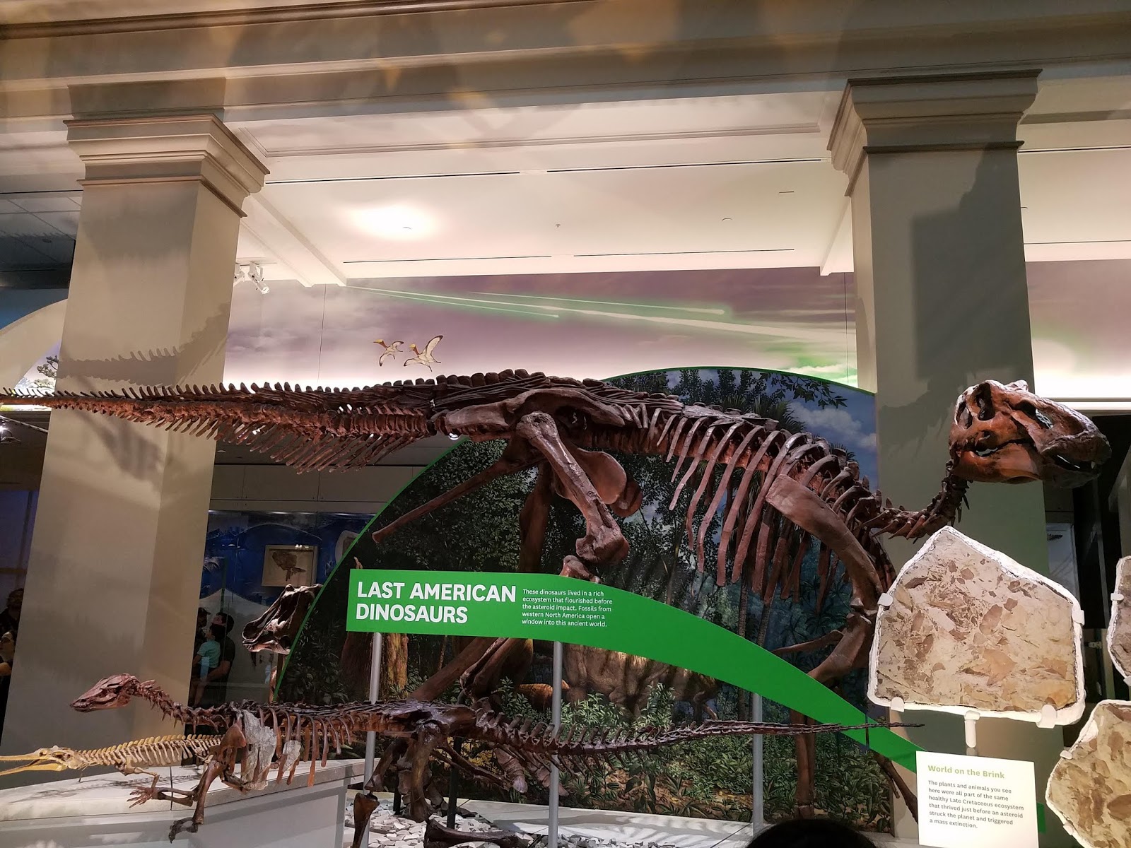 [Explore DC] NOW OPEN! David H. Koch Hall of Fossils -- Deep Time ...