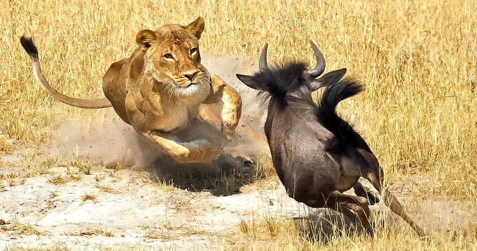 French Vocabulary Illustrated: talonner