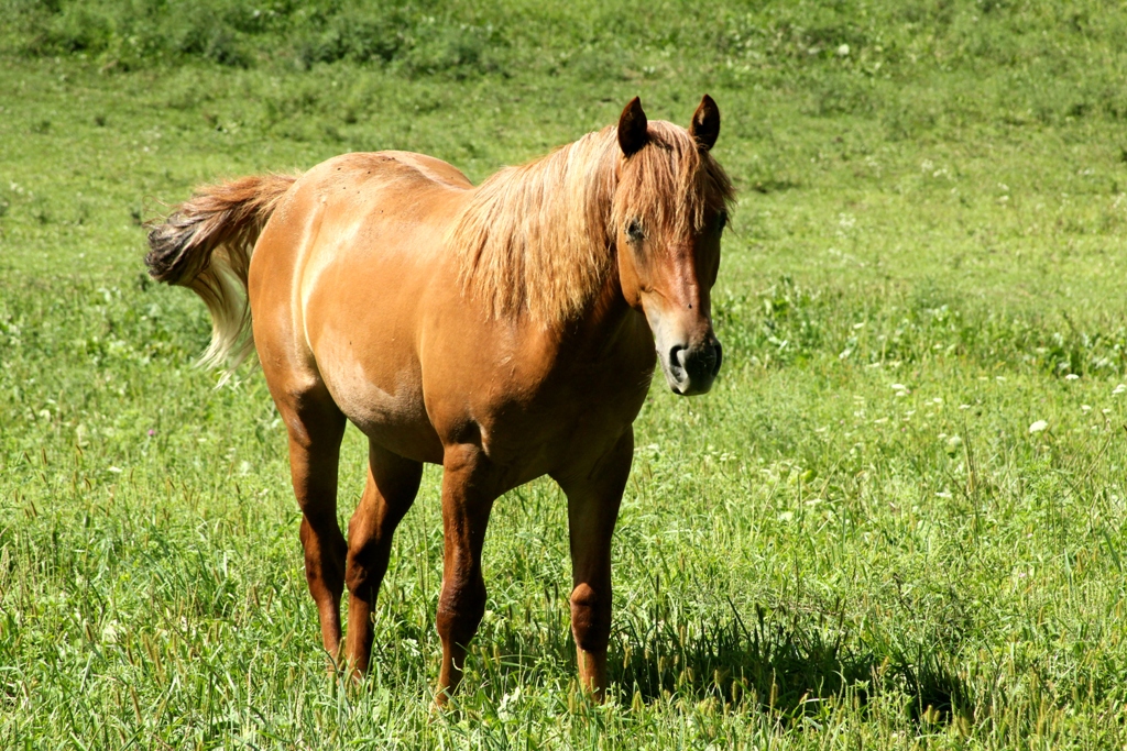 Must love mustangs!: Denny, yearling colt, almost a horse!