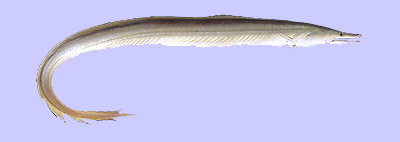 sanifood palaindo: Abon Ikan Tonang