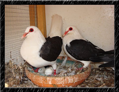 Pigeons for sale: Franconian Velvet Shield Pigeon black color