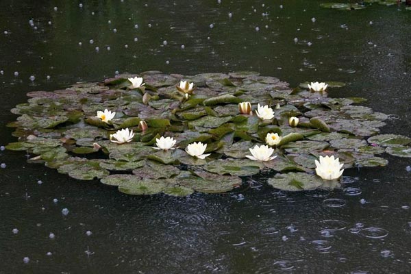 Seminte si plante de gradina hobby: Nufărul alb-Nymphaea alba