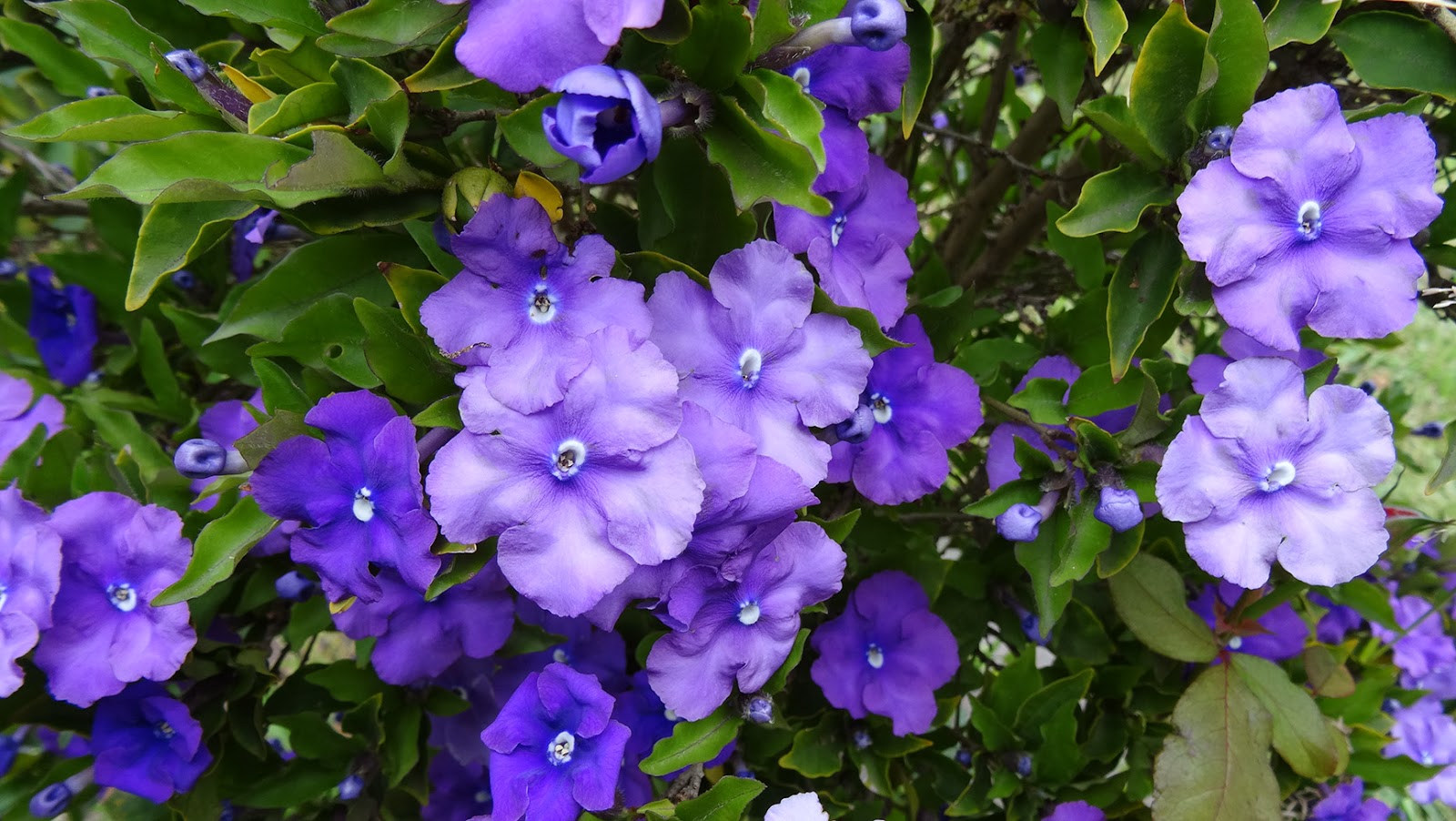 NixPixMix: BRUNFELSIA