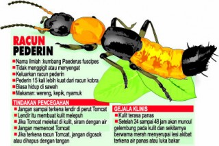 Tips untuk menghadapi serangan serangga Tomcat