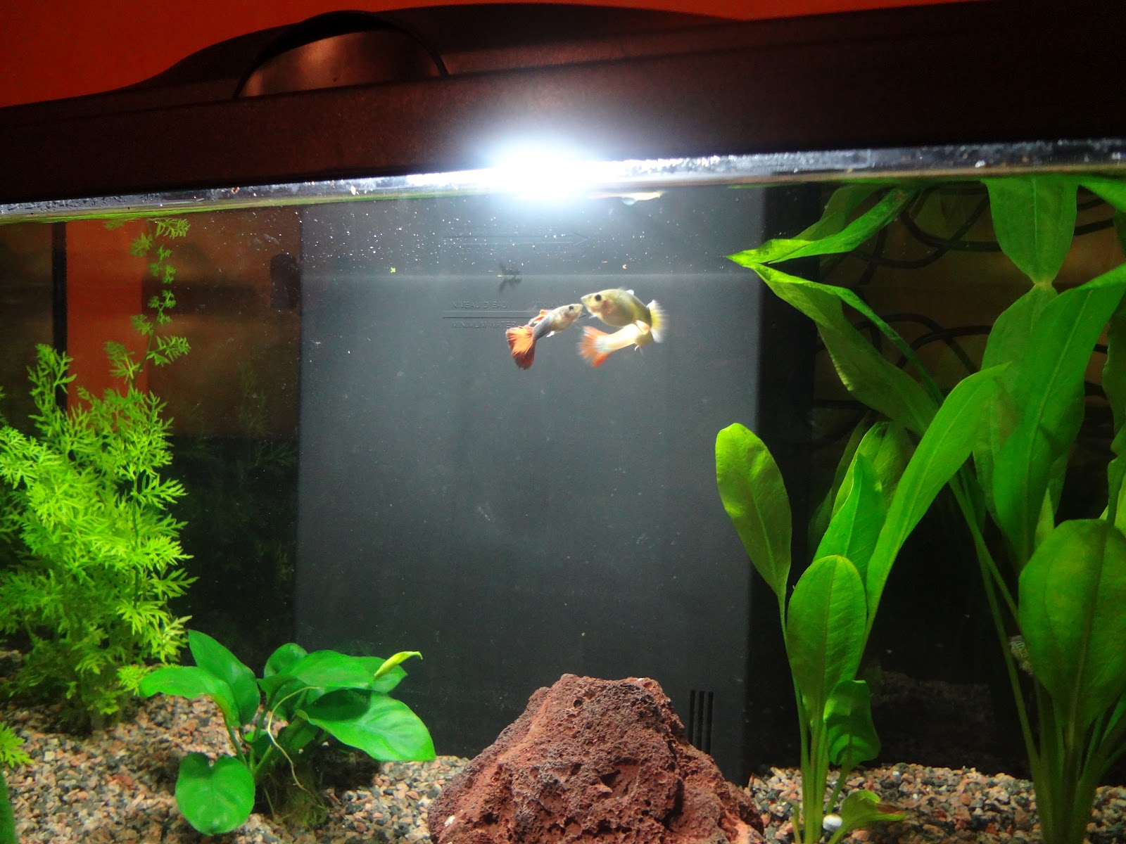 Mi Primer Acuario: INTRODUCCIÓN DE LOS PRIMEROS PECES