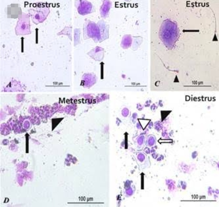 Estrus Cycle in Dogs
