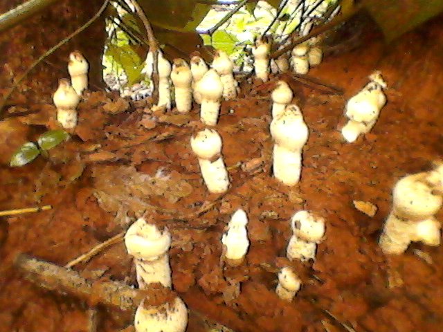 Good Goan Food: Alami ( Mushroom) Tonak / Xacuti