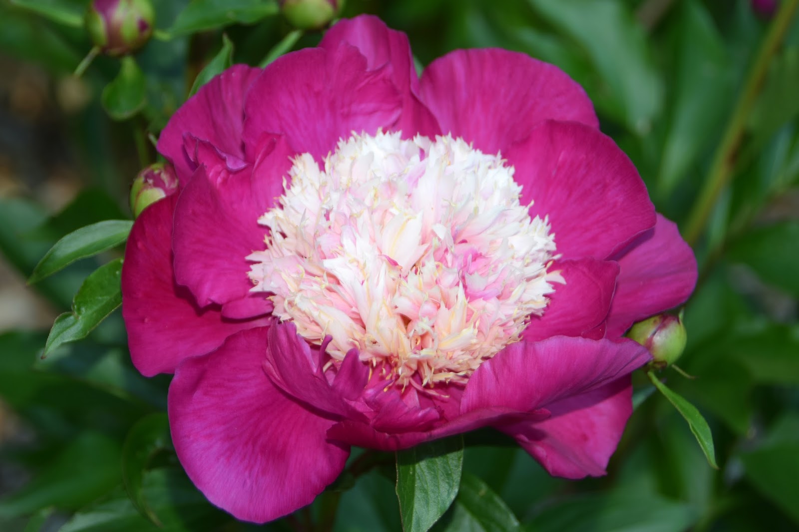 Southern Peony: May 2018