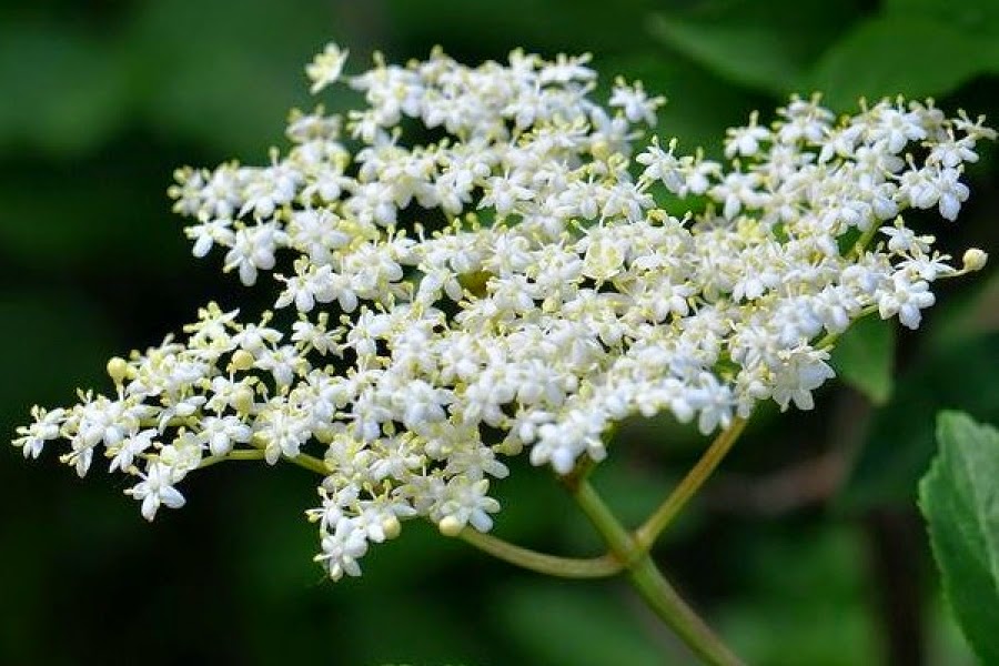 Bazga / Zova - Najstarija i najljekovitija biljka Europe ~ Goranci online