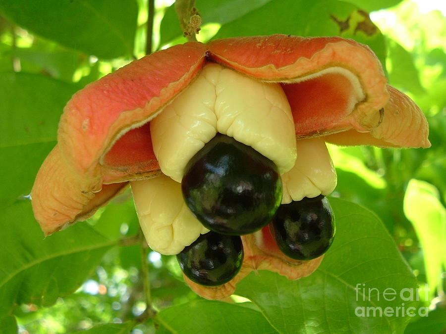 FRUTAS BRASIL: Cultura do Ackee