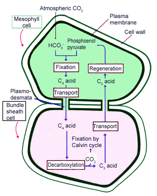 Photosynthesis - Notes | Class 11 | Part 4: Dark Reaction