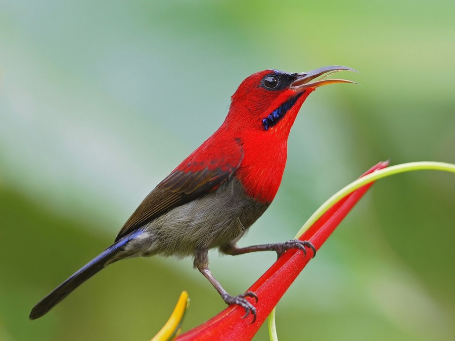 Burung Kicau Wiceh - Budgie Bird