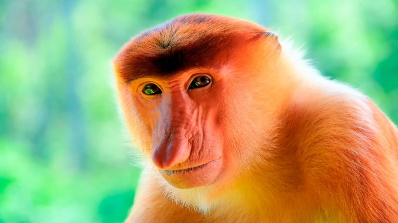 Mono Narigudo ~ Animales en Peligro de Extinción