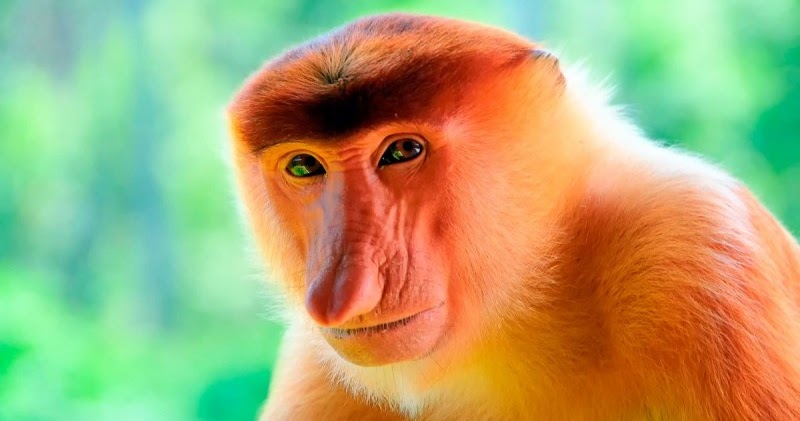 Mono Narigudo ~ Animales en Peligro de Extinción