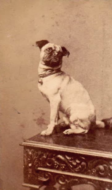 Vintage Doggy: Vintage Pugs