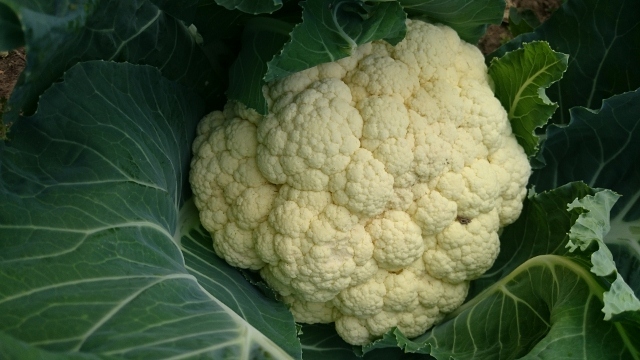 El Huerto de Jose Antonio: Coliflor.