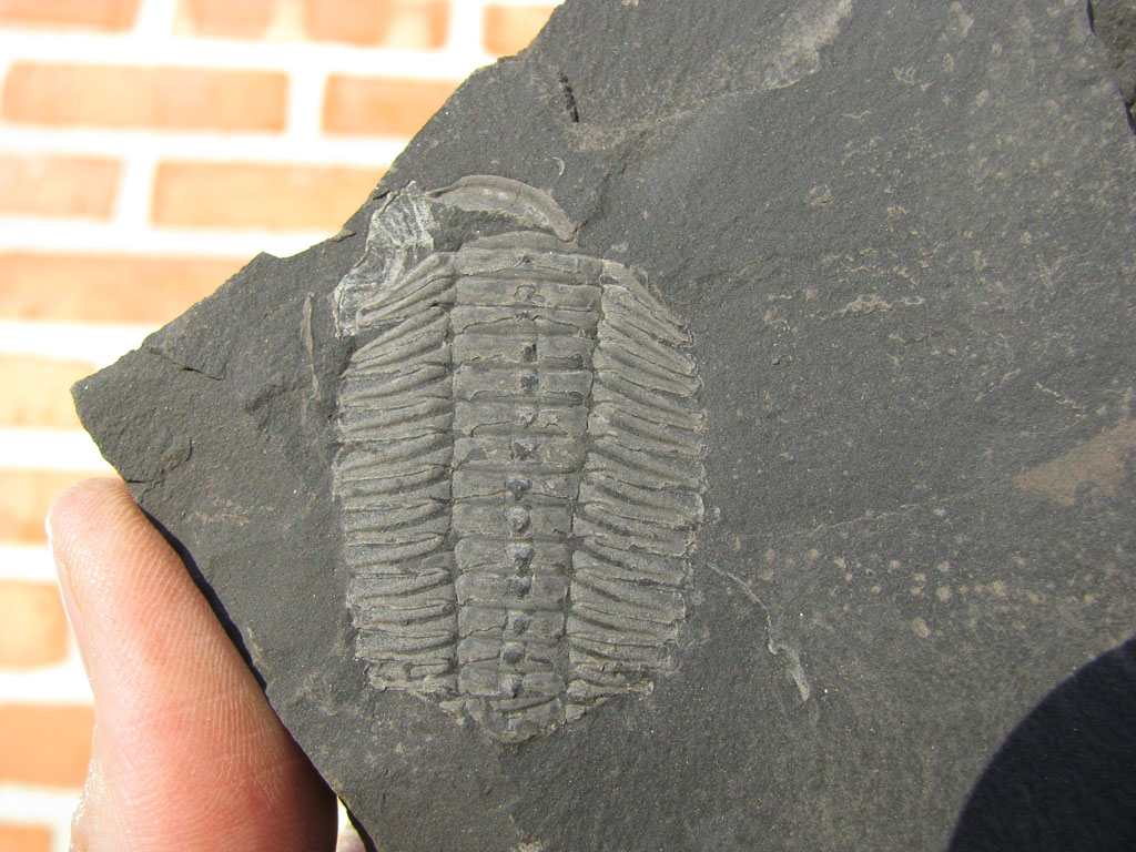 Views of the Mahantango: Triarthrus eatoni trilobites from the Utica shale