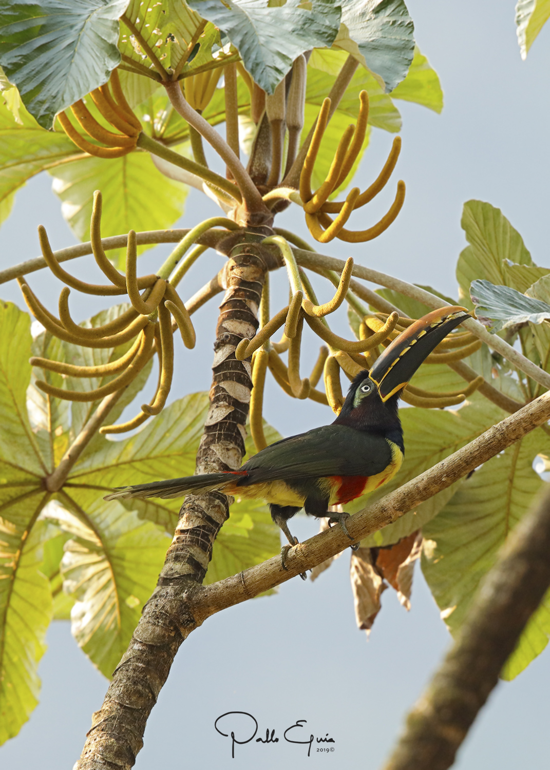 mis fotos de aves: Pteroglossus castanotis Arasarí Fajado Chestnut ...