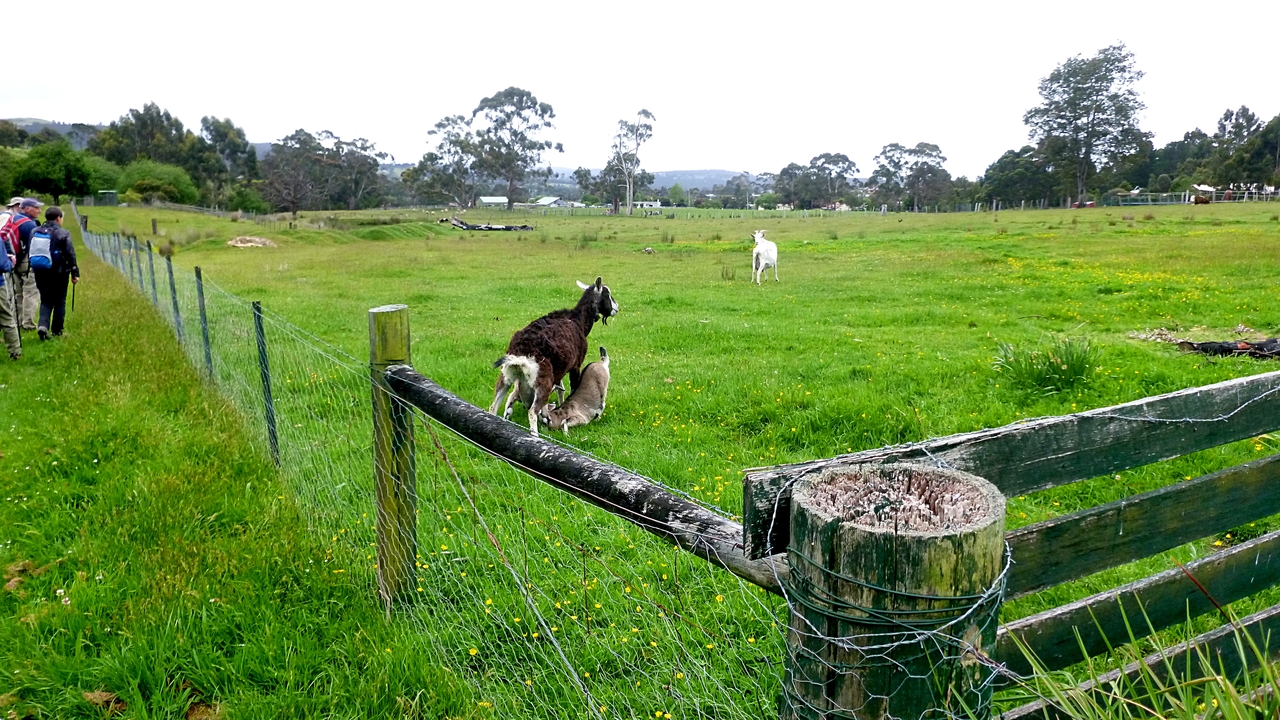 Ramblings: Nierinna Creek Tramway Hill Margate Rivulet 2015
