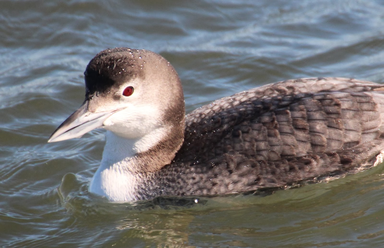 Feathers and Scales: February 2014